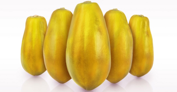 Intenzza | Semillas del Caribe